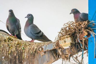 Nuisance Pigeons - All Out Bird Control
